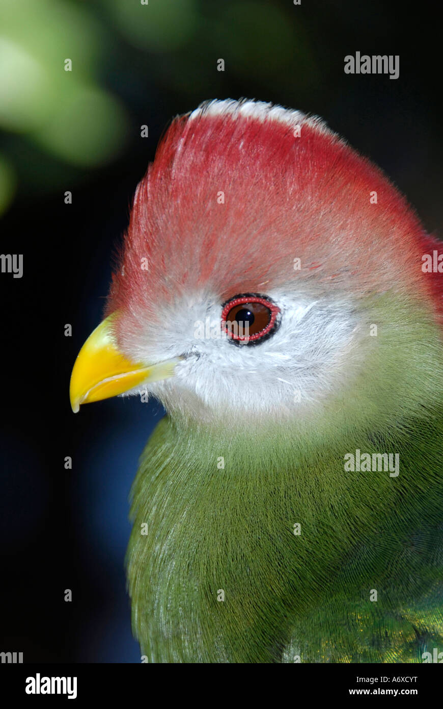 Red Crested Turaco at Cypress Gardens Winter Haven Florida US Stock ...