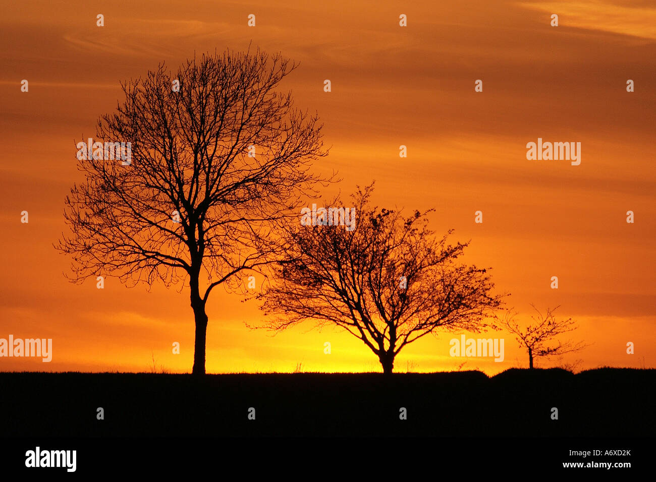 Trees at sunset near Risby Suffolk Stock Photo - Alamy