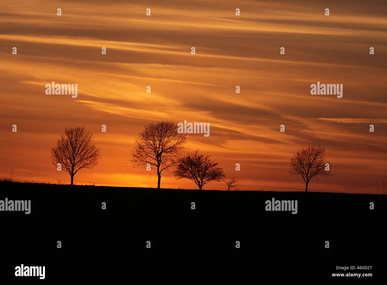 Trees at sunset near Risby Suffolk Stock Photo - Alamy