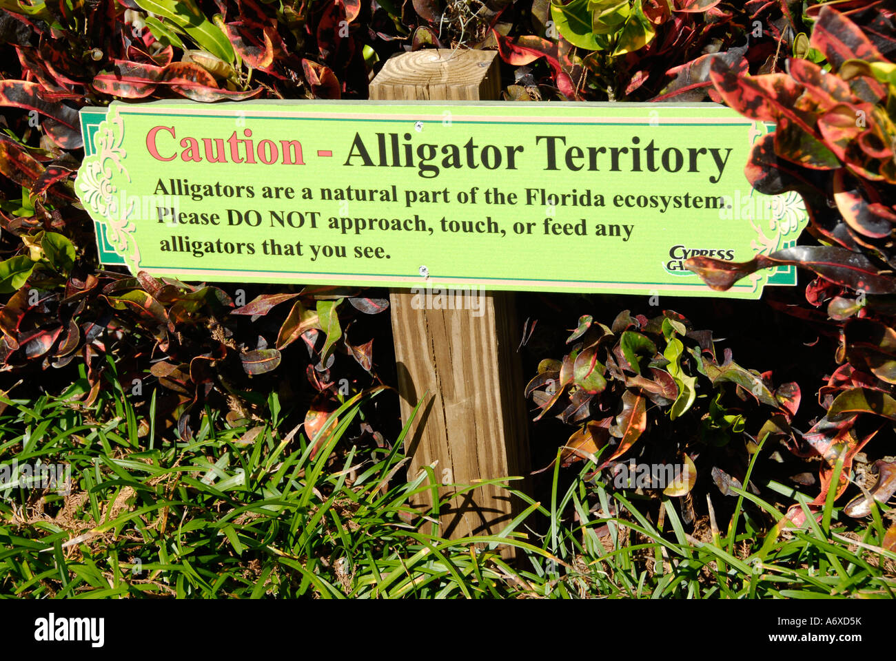 Alligator Warning Sign at Botanical Gardens in Cypress Gardens Winter ...