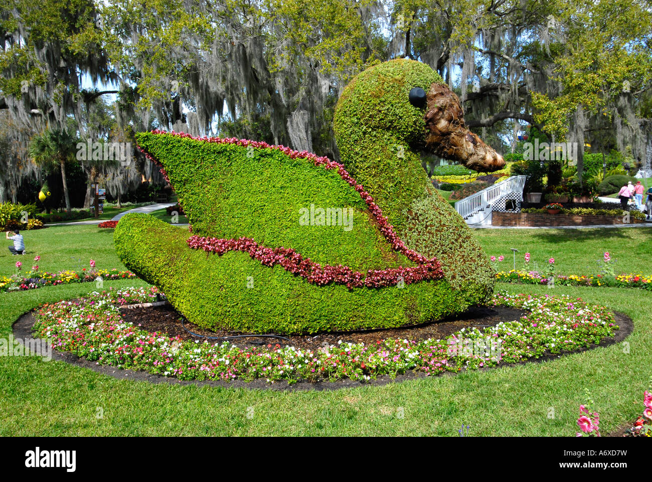 Swan Topiary at Cypress Gardens Winter Haven Florida US Stock Photo - Alamy