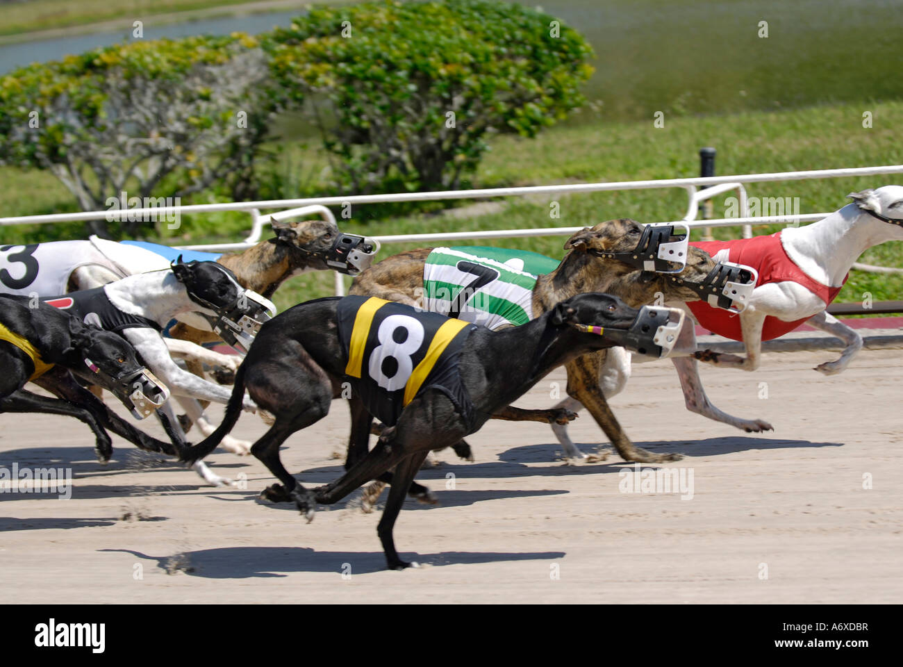 Greyhound dog racing at the Sarasota Florida FL Kennel Club Stock Photo ...