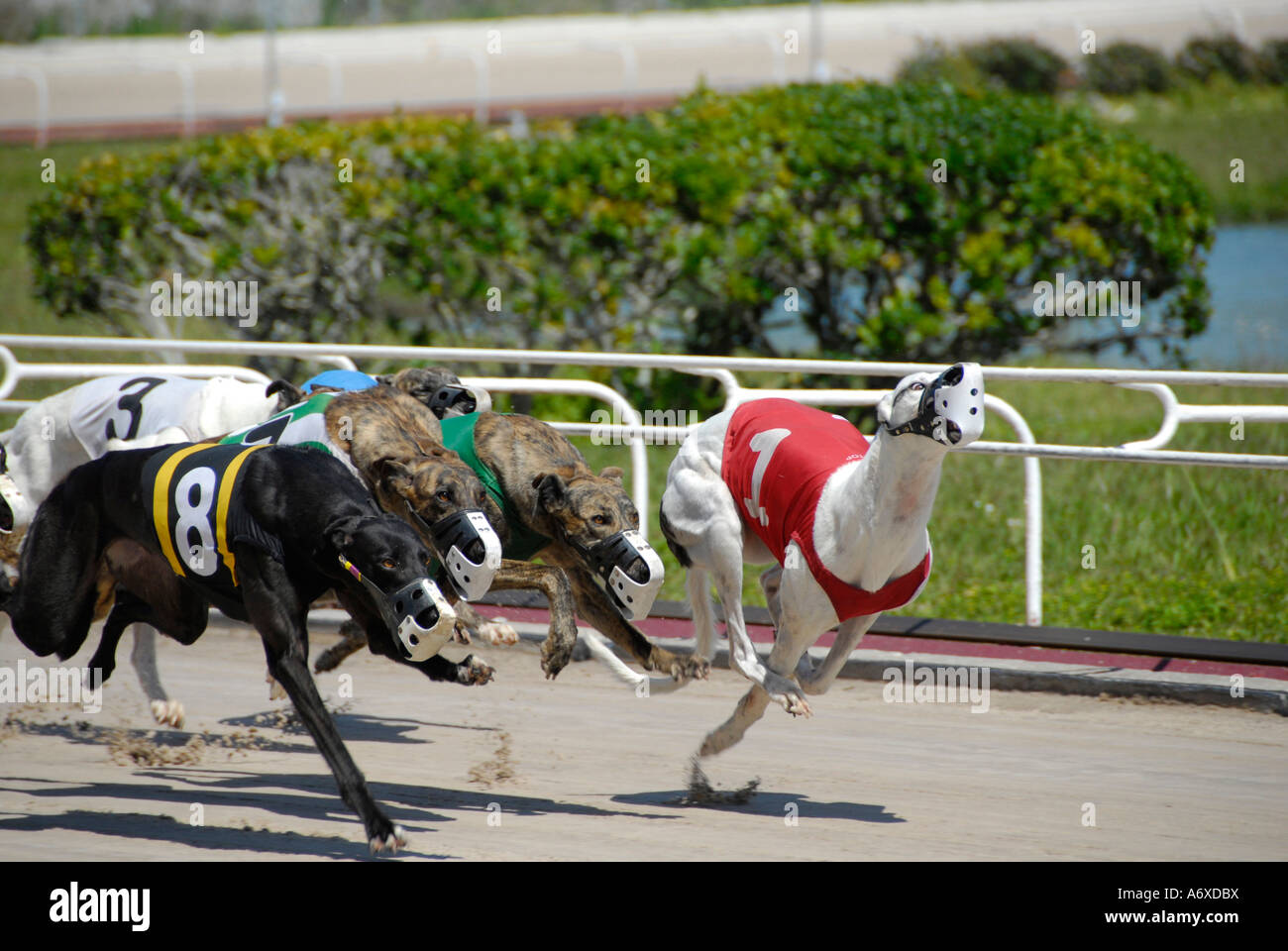 Sarasota kennel club florida greyhound hi-res stock photography and ...