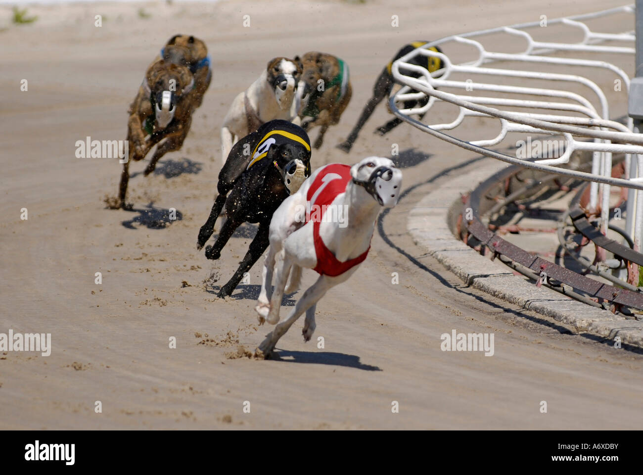 Grayhound racing hi-res stock photography and images - Alamy