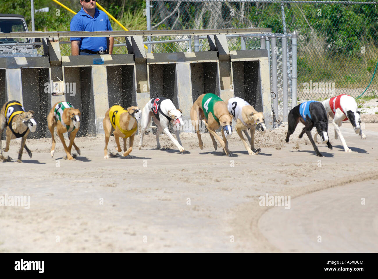 Greyhound dog racing at the Sarasota Florida FL Kennel Club Stock Photo ...