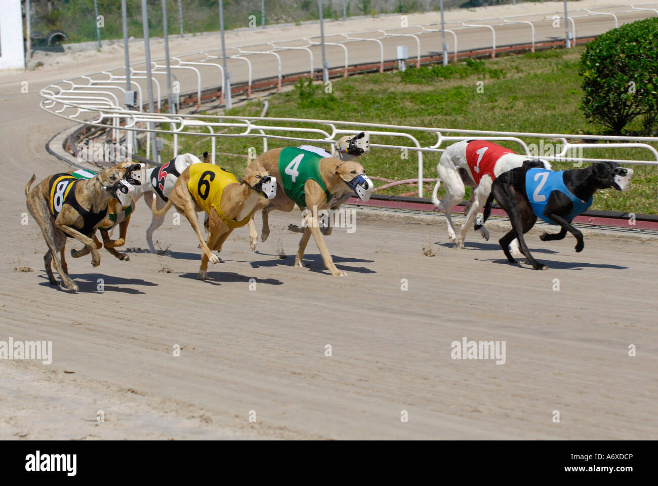 Greyhound dog racing at the Sarasota Florida FL Kennel Club Stock Photo ...