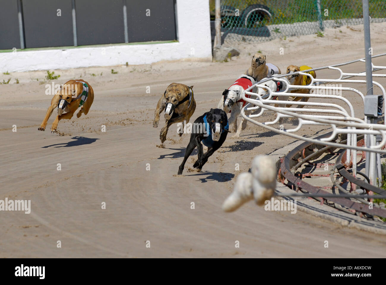 Grayhound racing hi-res stock photography and images - Alamy