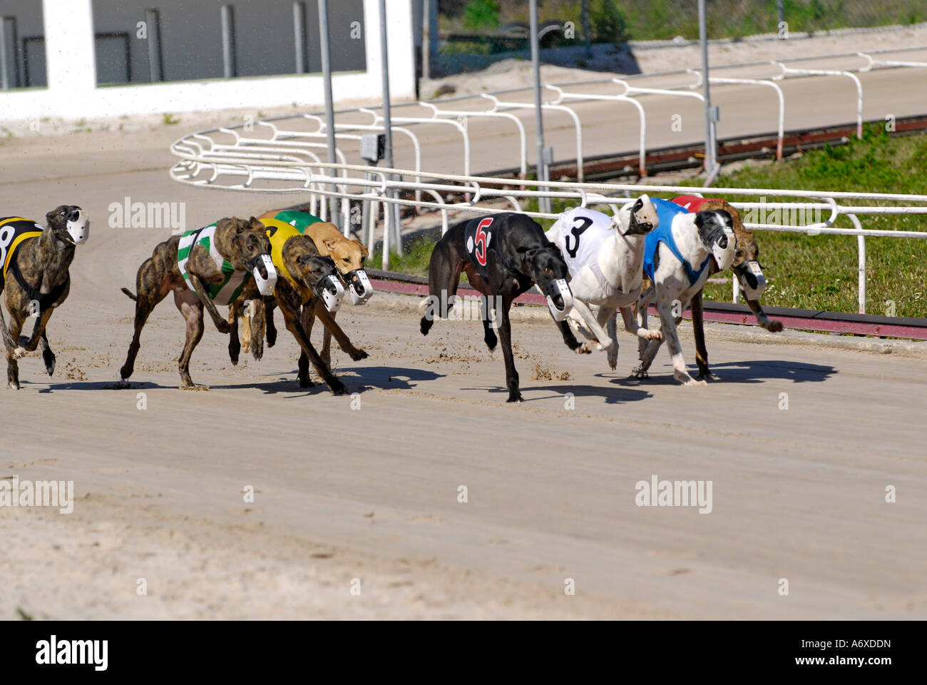 Greyhound dog racing at the Sarasota Florida FL Kennel Club Stock Photo ...