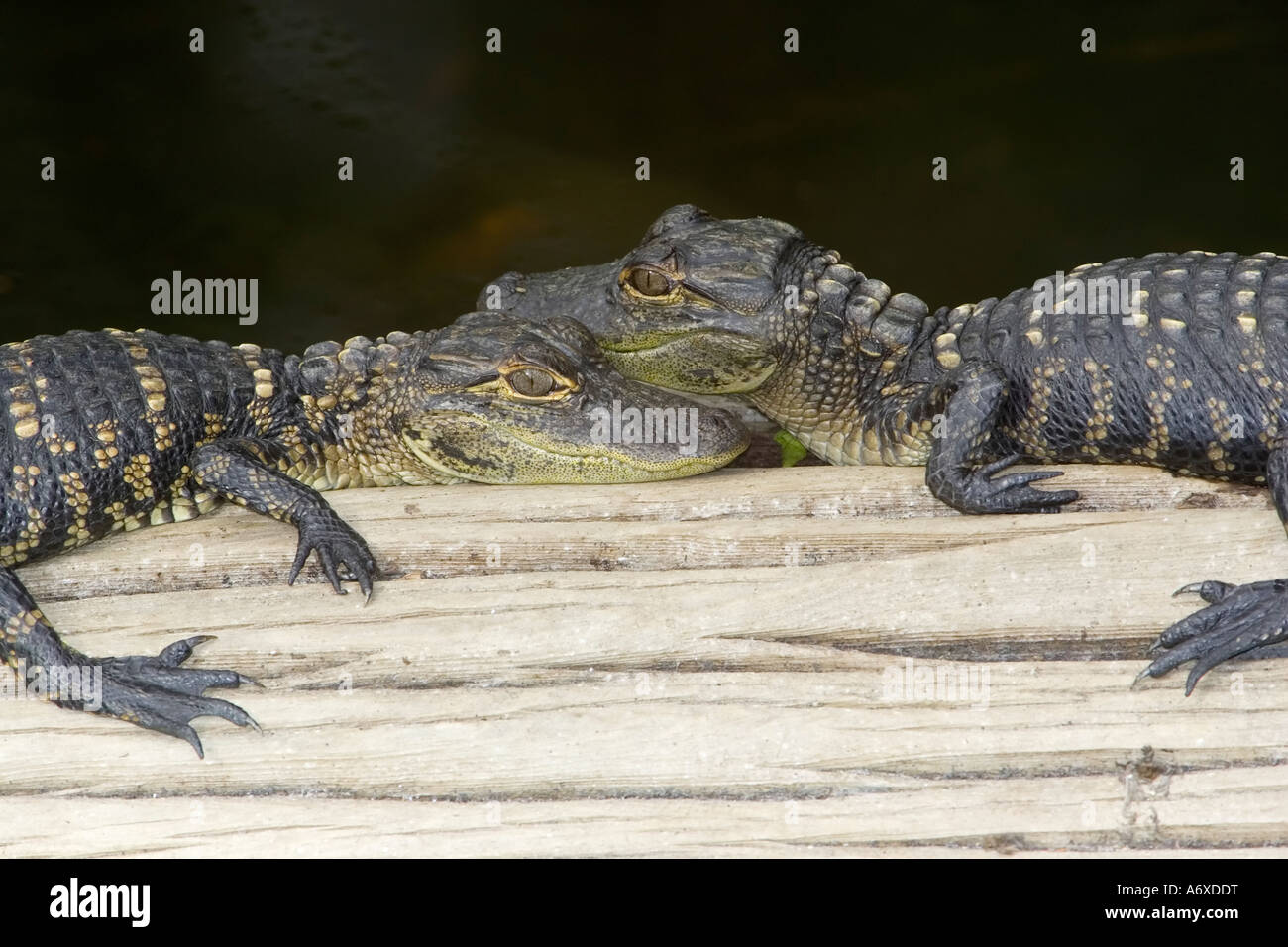 Young american alligators basking Stock Photo - Alamy