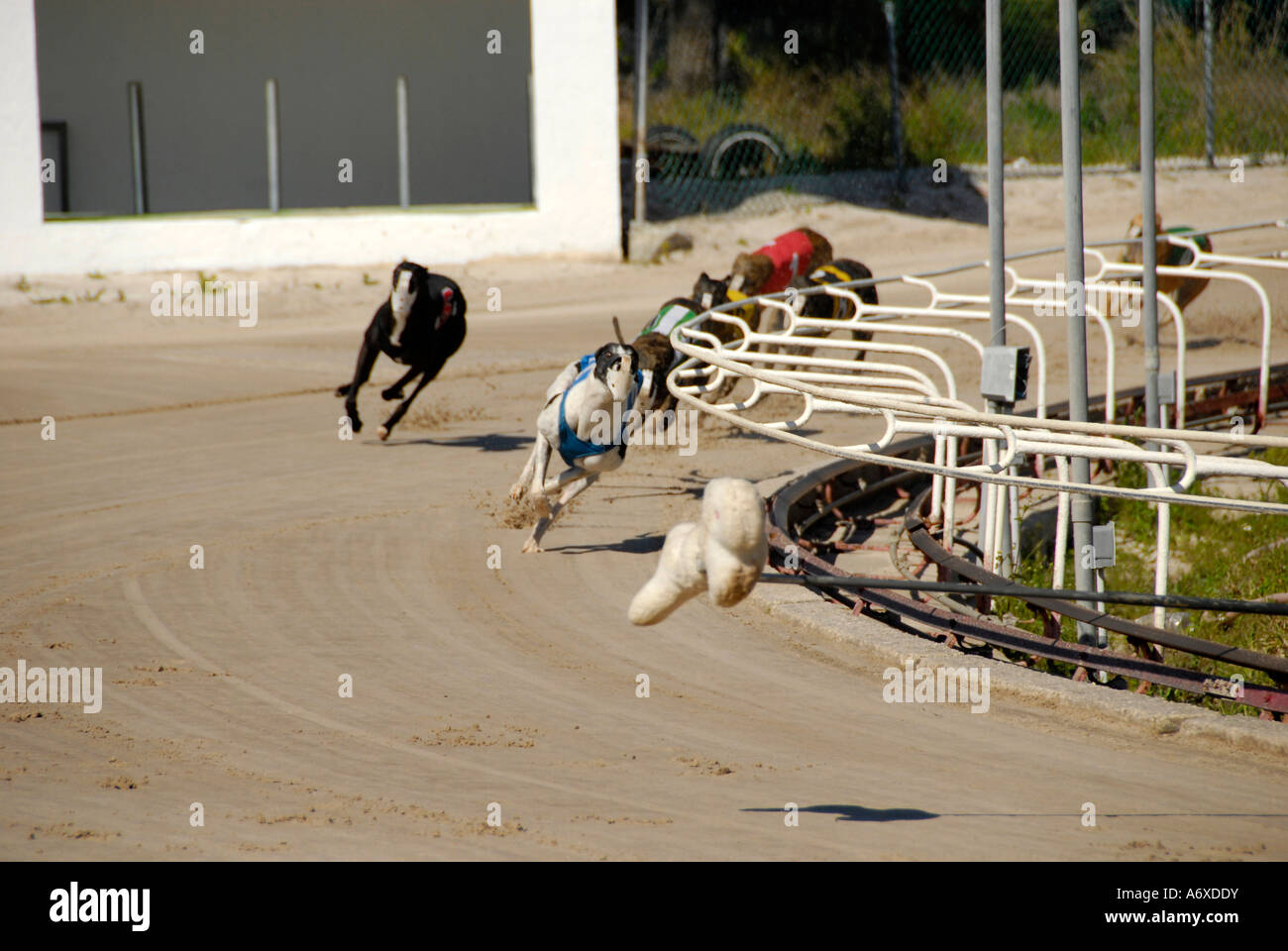 Greyhound dog racing at the Sarasota Florida FL Kennel Club Stock Photo ...