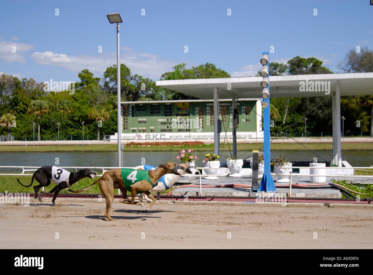 Finish line in a Greyhound dog racing at the Sarasota Florida FL Kennel ...