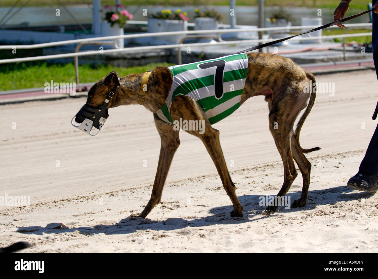 Greyhound and muzzle hi-res stock photography and images - Alamy