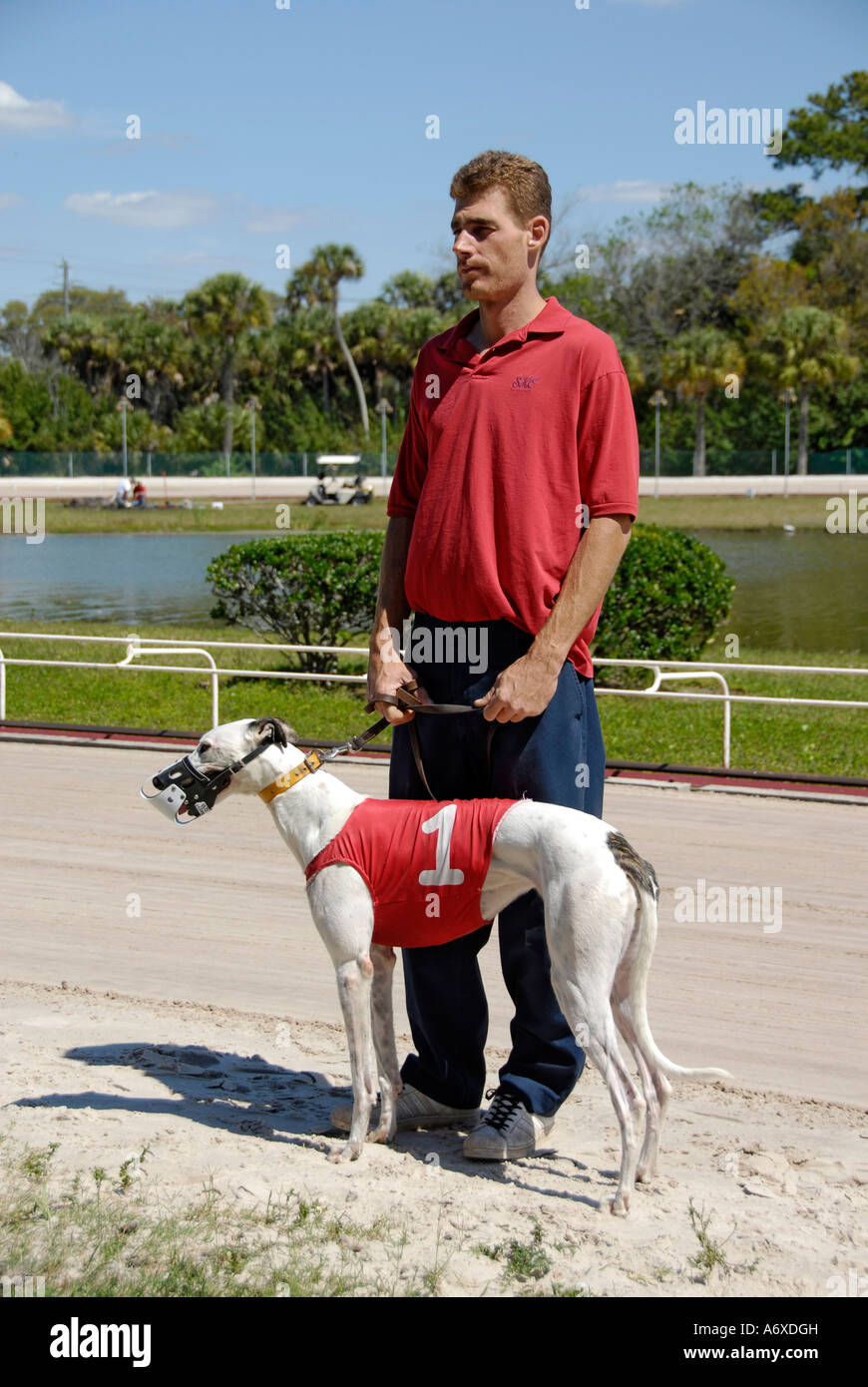 Grayhound Racing High Resolution Stock Photography and Images - Alamy