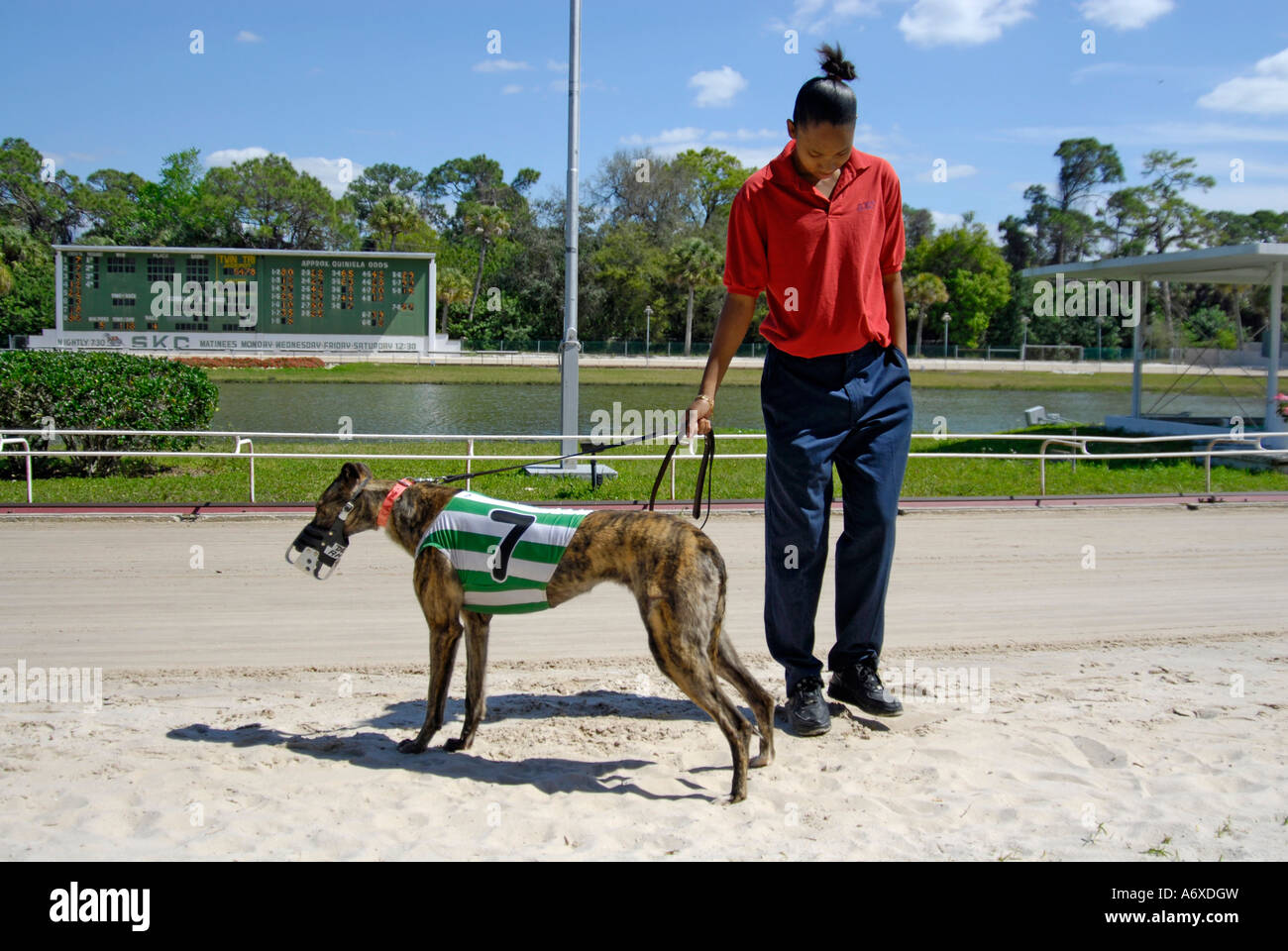 Sarasota kennel club florida greyhound hi-res stock photography and ...