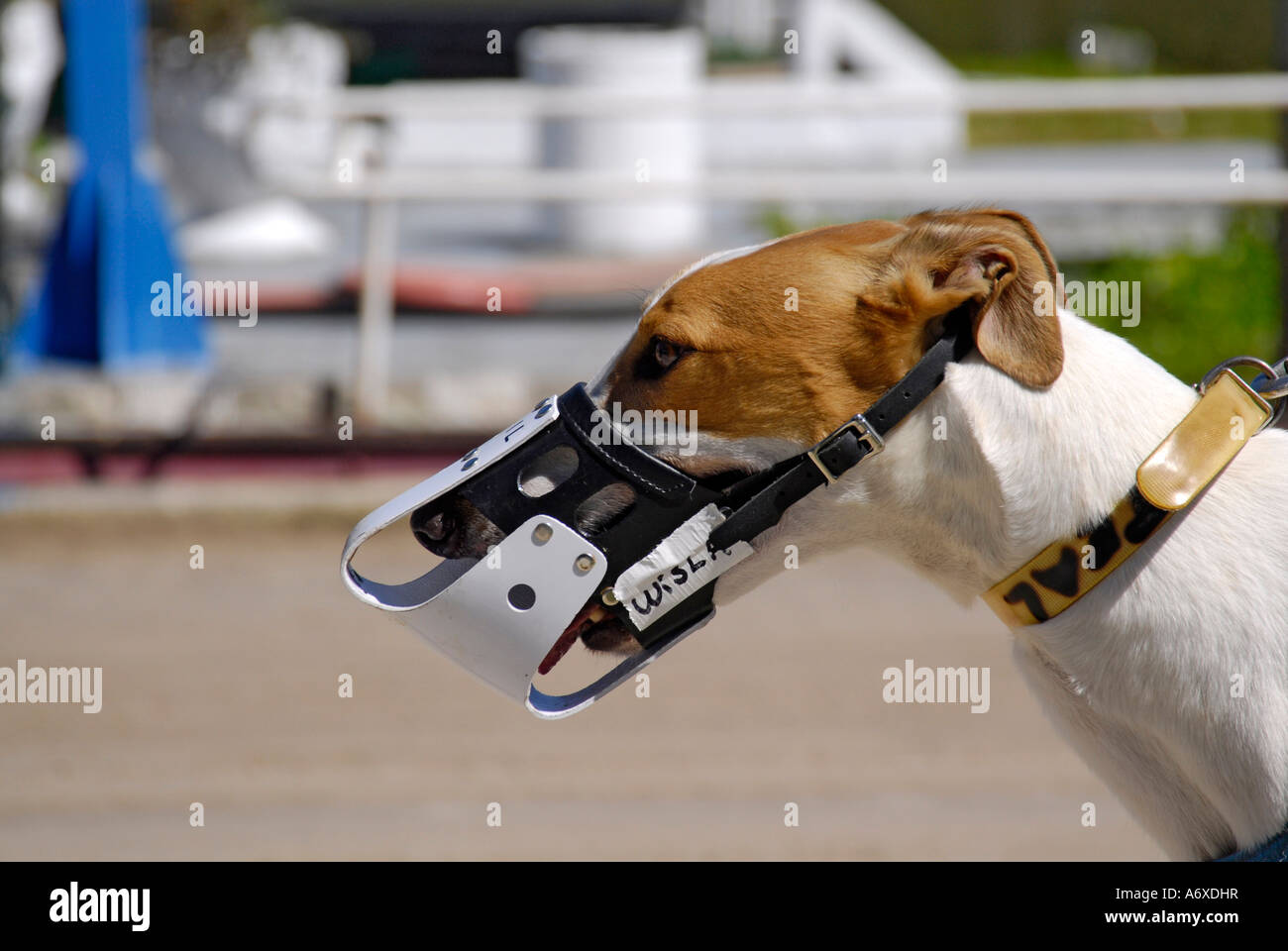 Kennel and run hi-res stock photography and images - Alamy