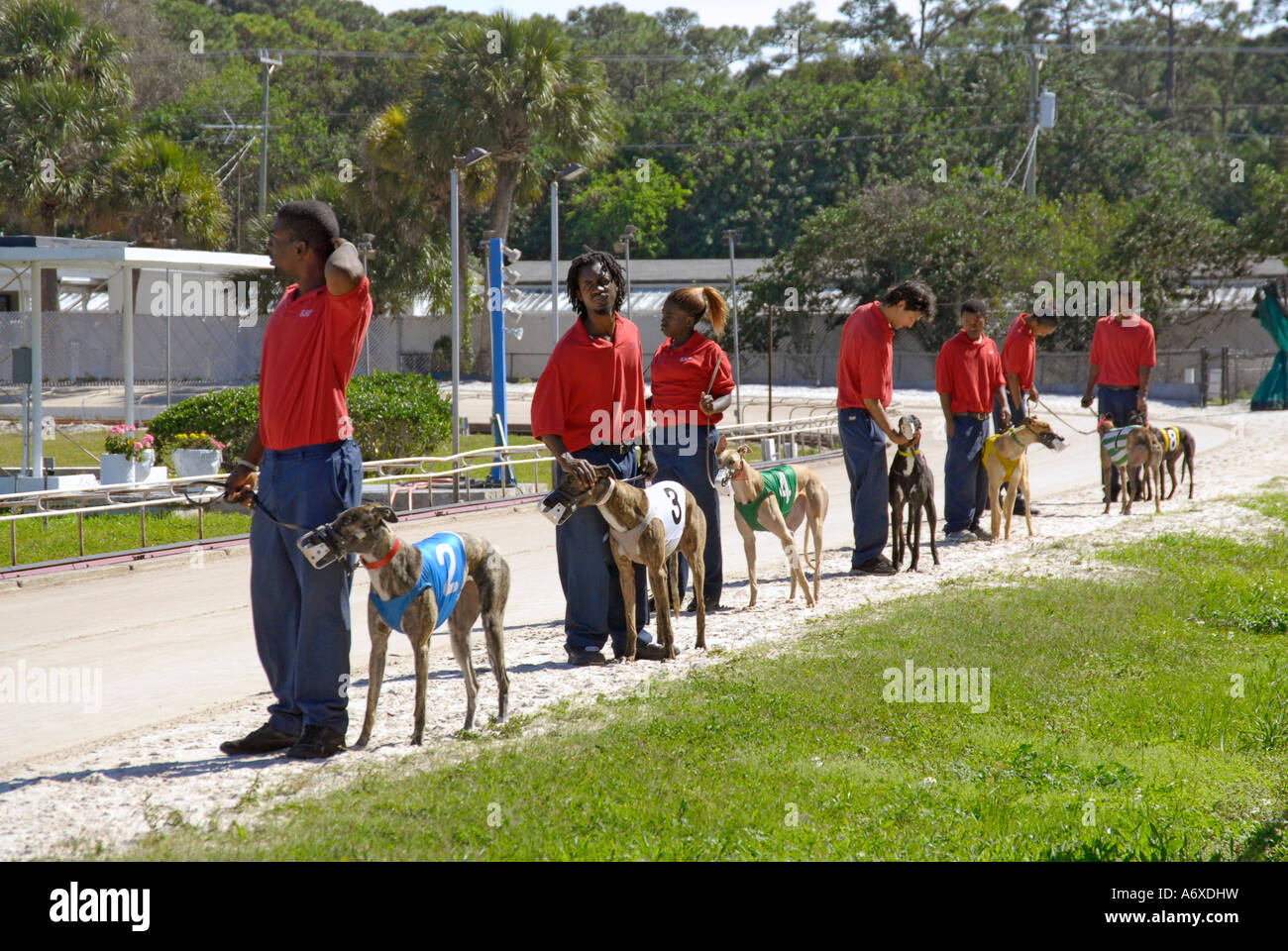 Greyhound dog racing at the Sarasota Florida FL Kennel Club Stock Photo ...