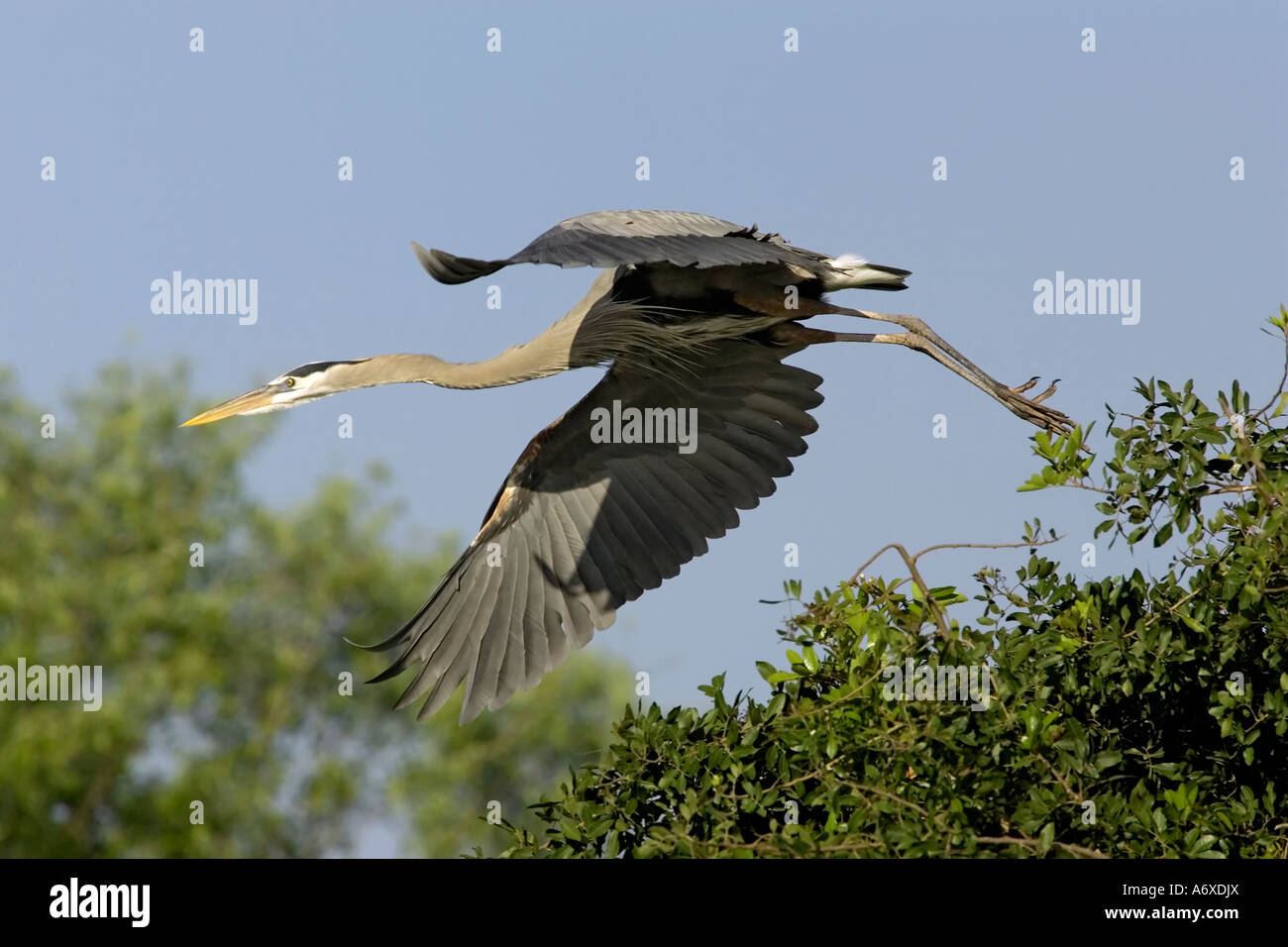 An adult Great Blue Heron just having taken off from the nest site ...