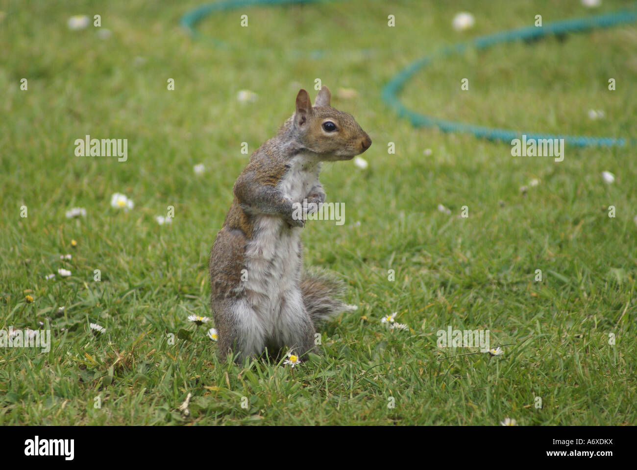 Southern fox squirrel hi-res stock photography and images - Alamy