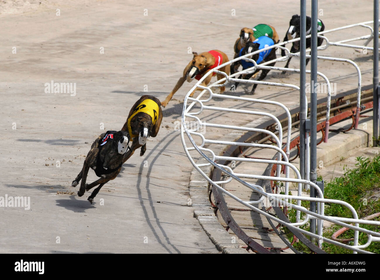 Greyhound dog racing sarasota kennel hi-res stock photography and ...