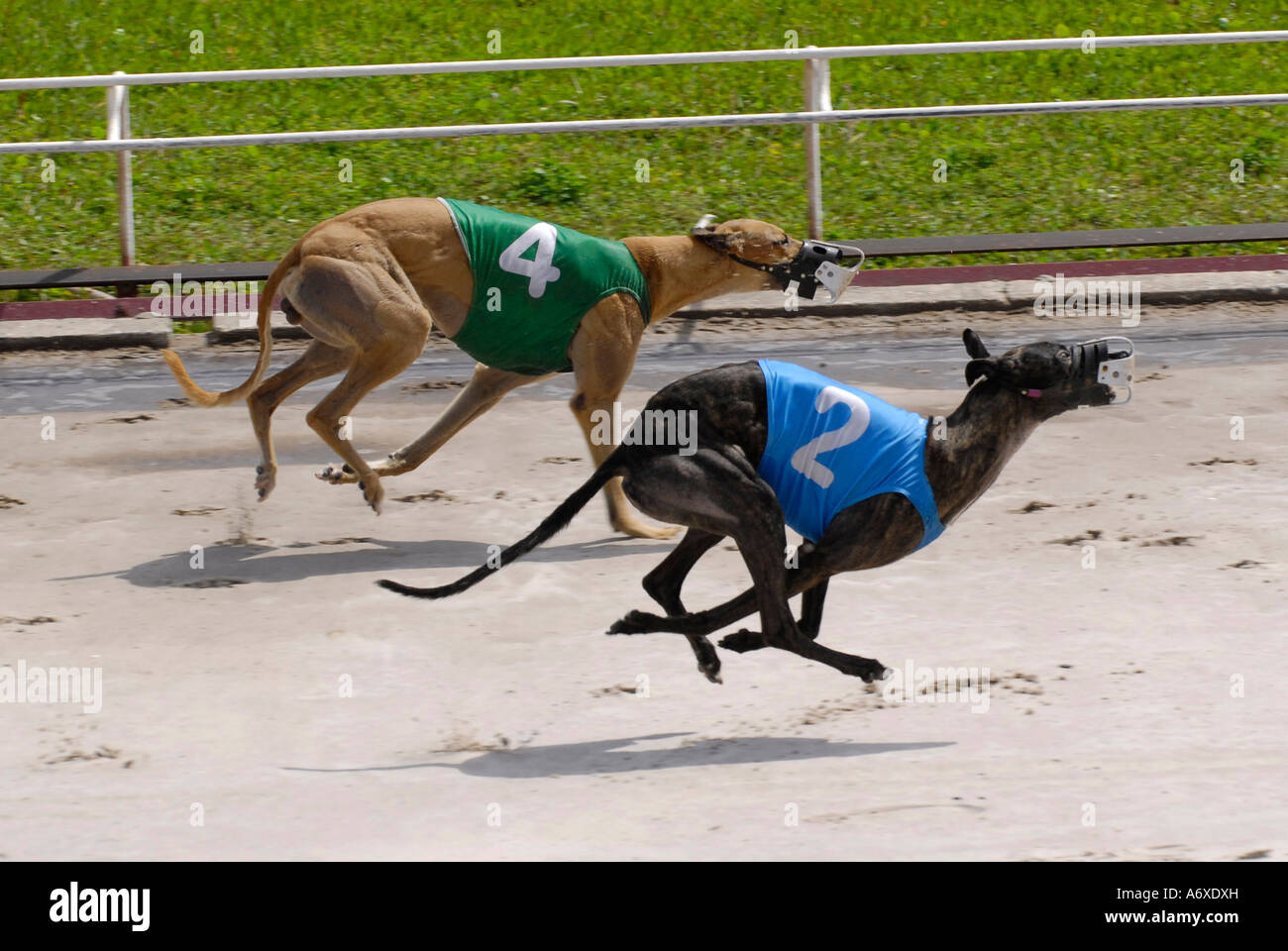 Greyhound dog racing at the Sarasota Kennel Club dog track in Sarasota ...