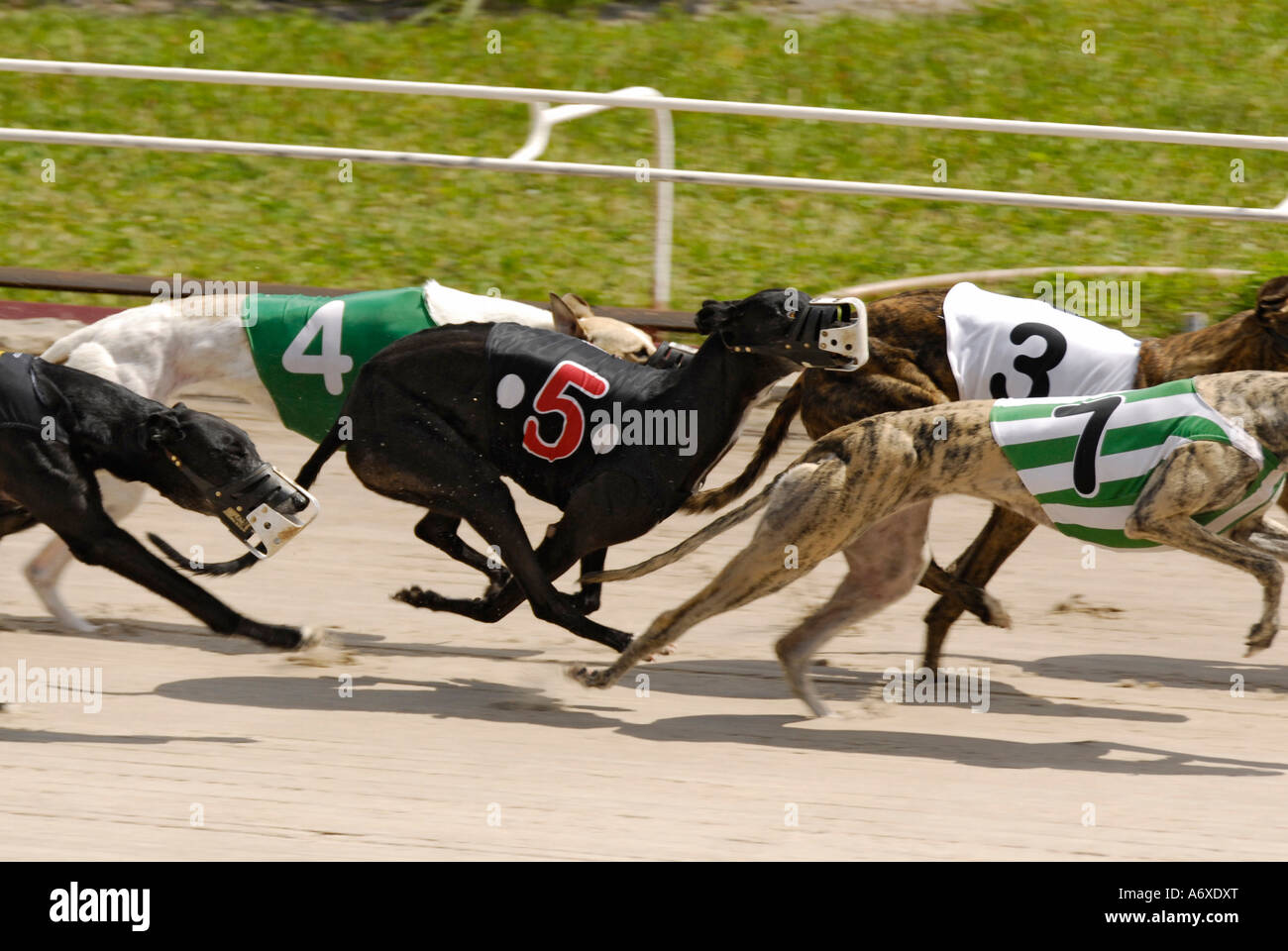 Greyhound dog racing at the Sarasota Kennel Club dog track in Sarasota ...
