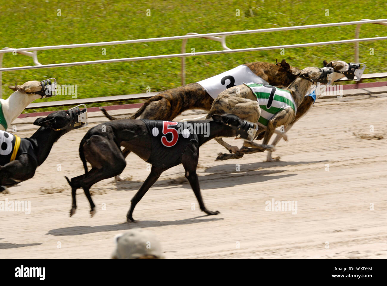 Greyhound dog racing at the Sarasota Kennel Club dog track in Sarasota ...
