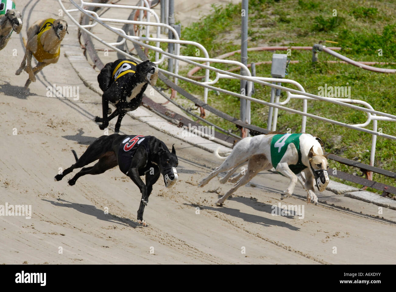 Greyhound dog racing at the Sarasota Kennel Club dog track in Sarasota ...