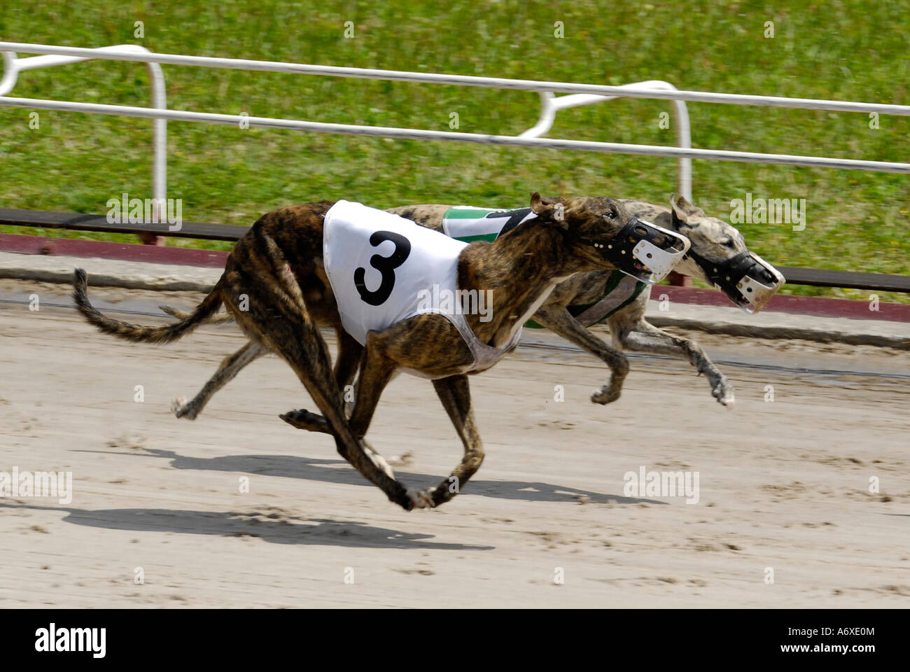 Greyhound dog racing at the Sarasota Kennel Club dog track in Sarasota ...