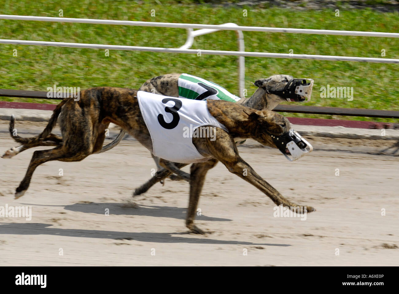 Greyhound dog racing at the Sarasota Kennel Club dog track in Sarasota ...