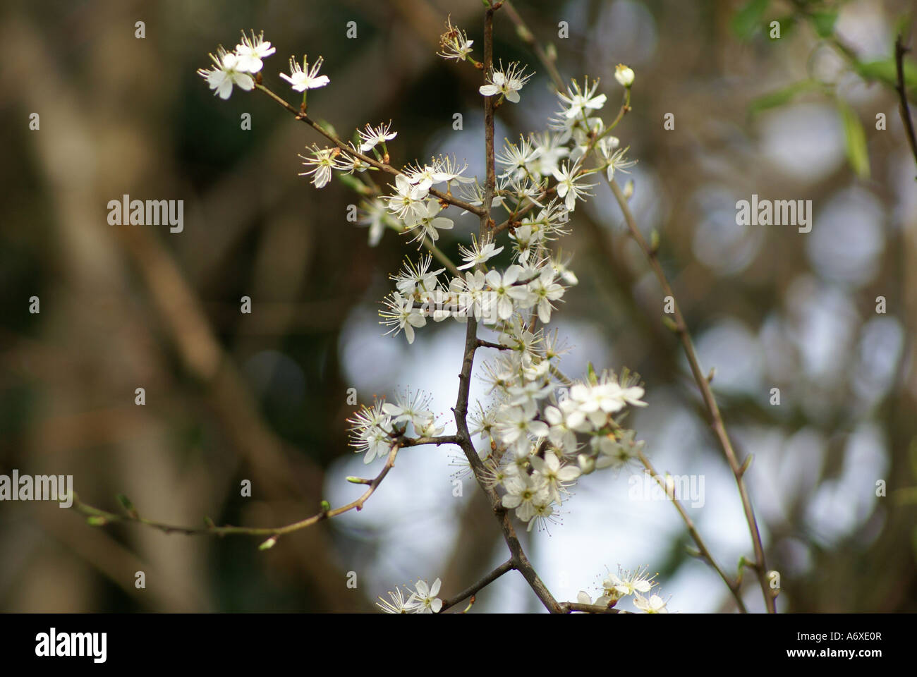 BLOSSOM (HAWTHORN Stock Photo - Alamy