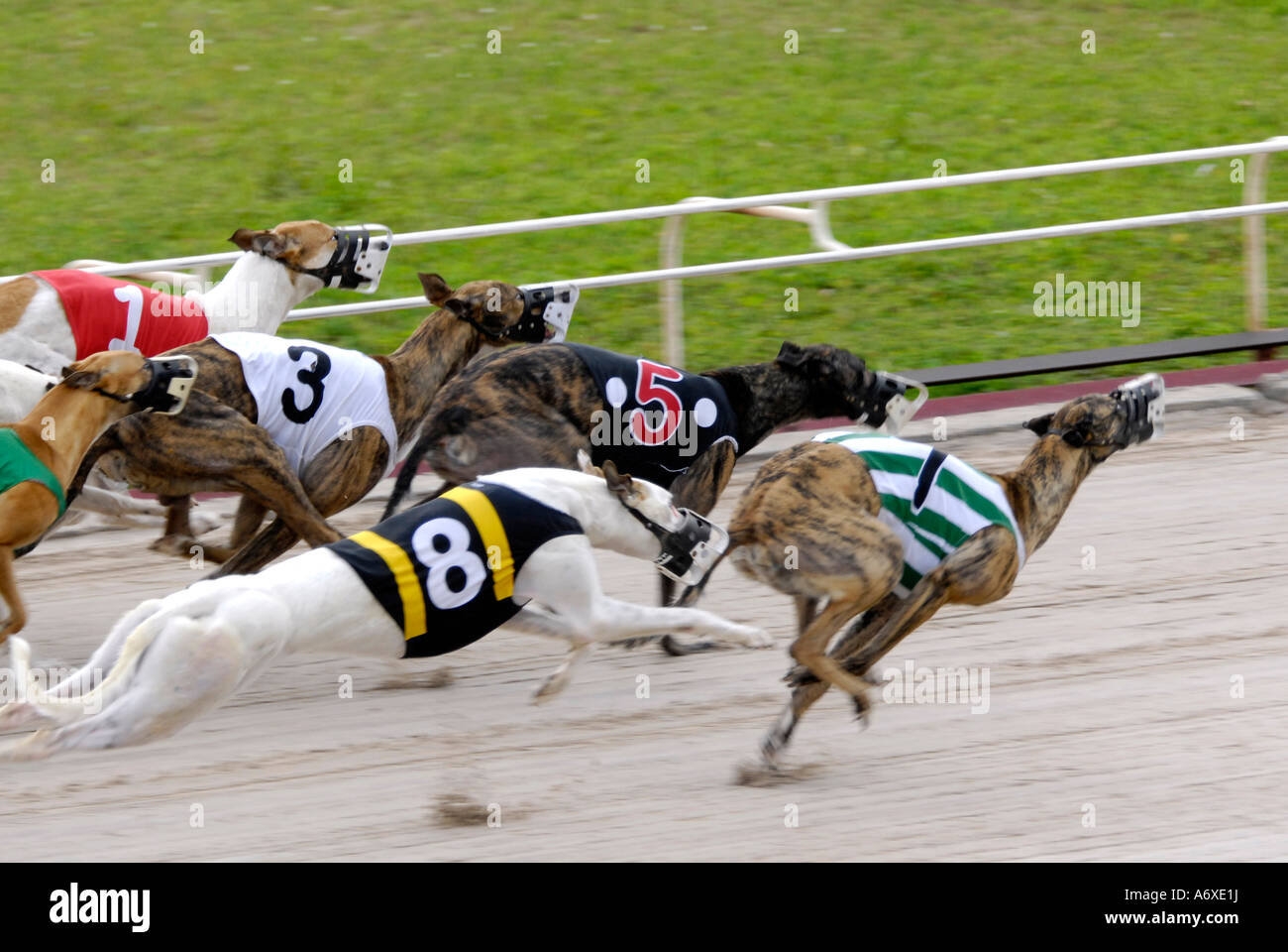 Greyhound dog racing at the Sarasota Kennel Club dog track in Sarasota ...