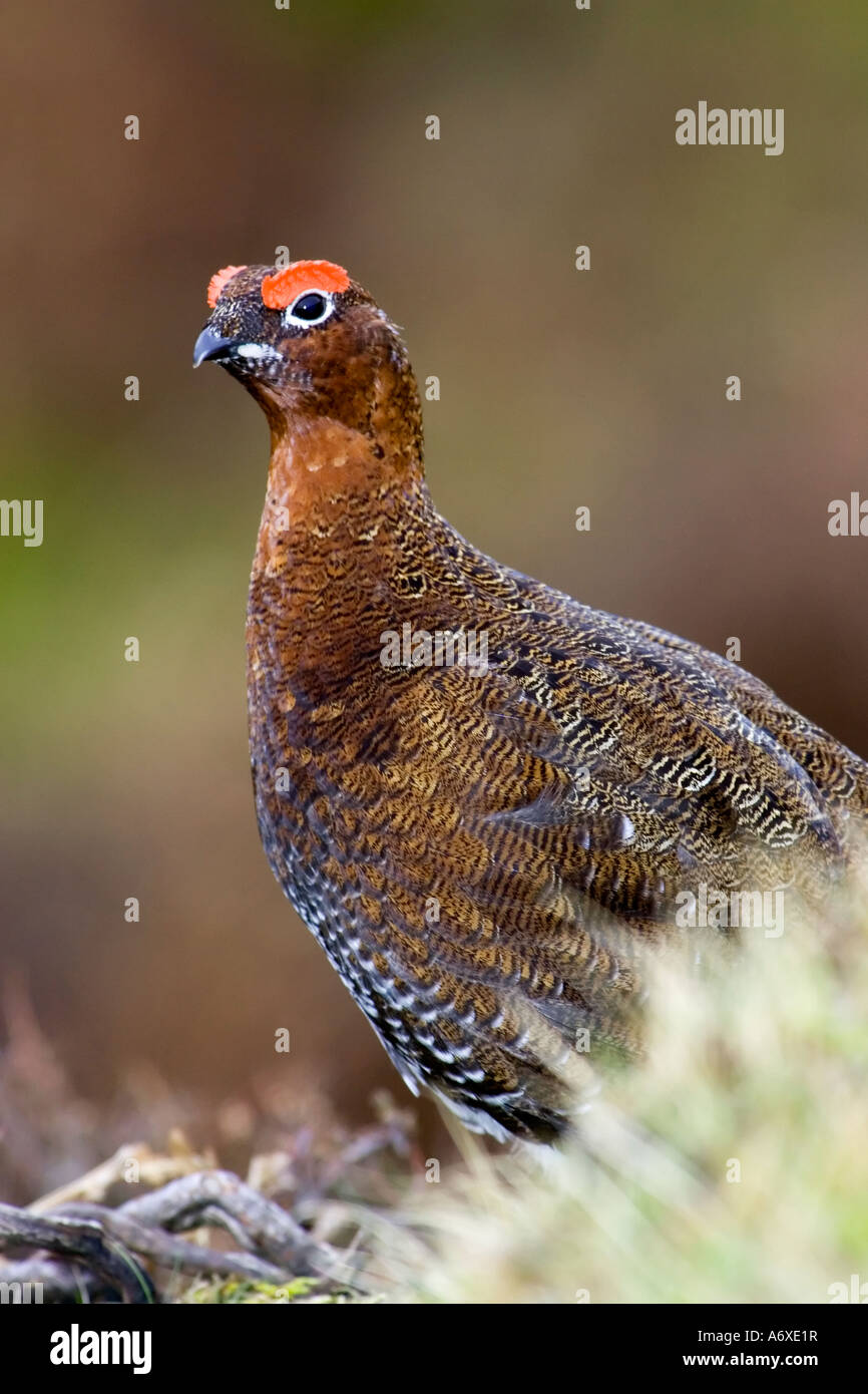 Male Red Grouse In Breeding Stock Photos & Male Red Grouse In Breeding ...