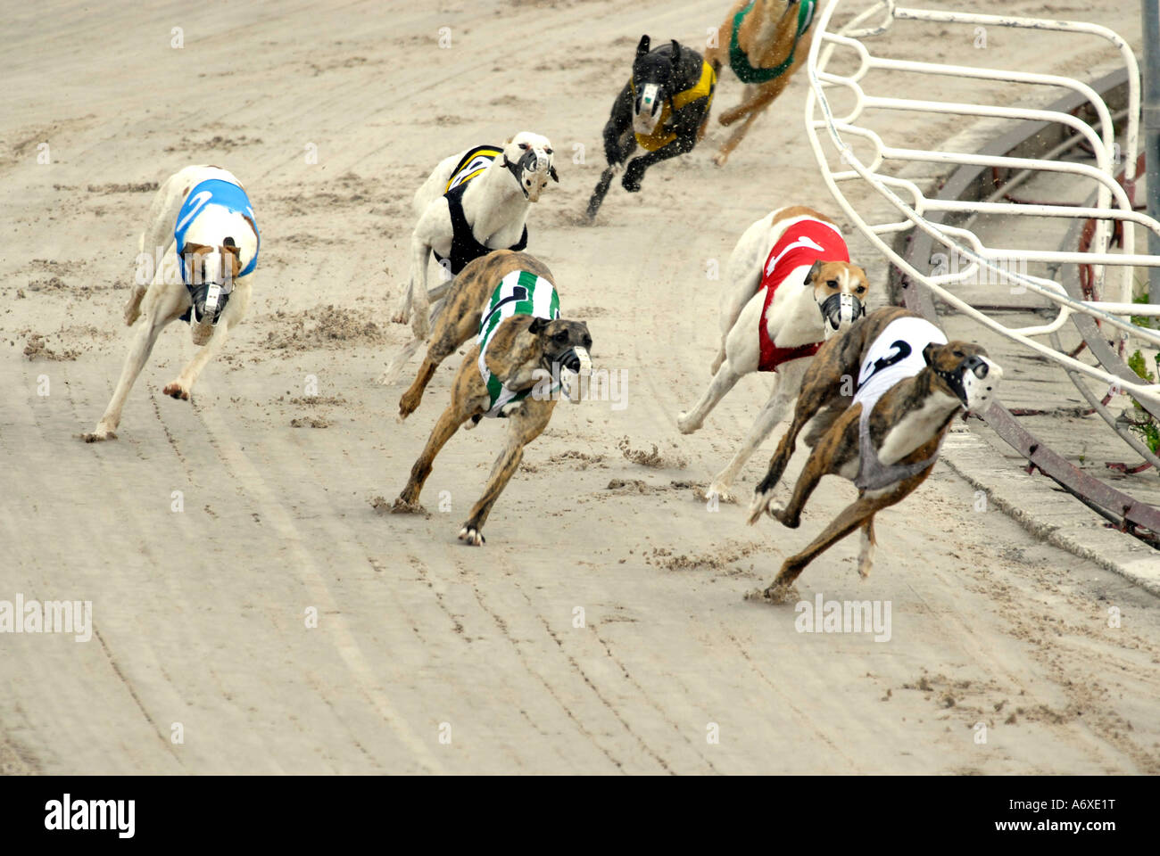 Greyhound dog racing at the Sarasota Kennel Club dog track in Sarasota ...