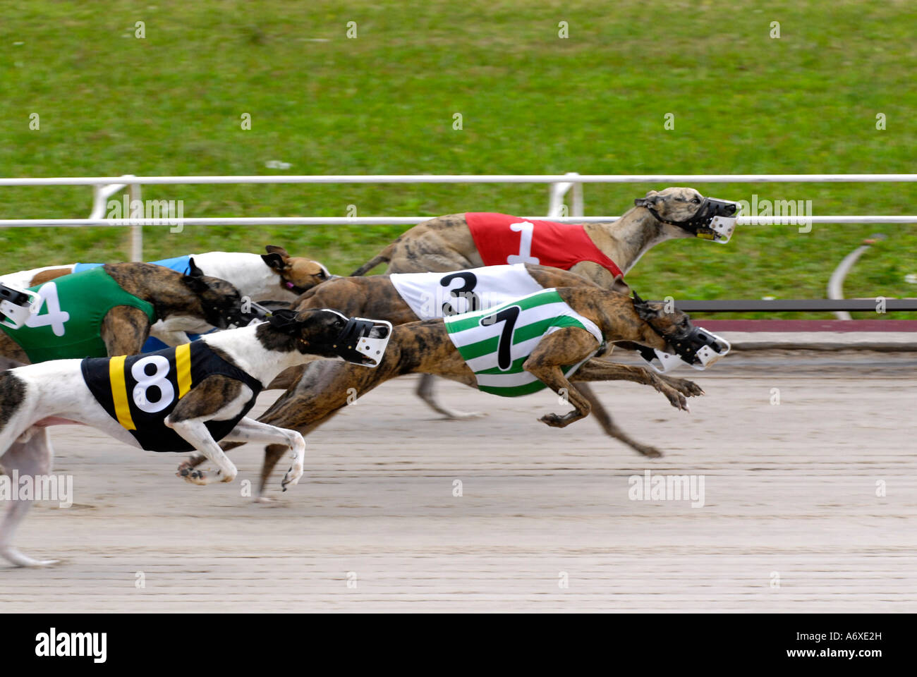 Greyhound dog racing at the Sarasota Kennel Club dog track in Sarasota ...