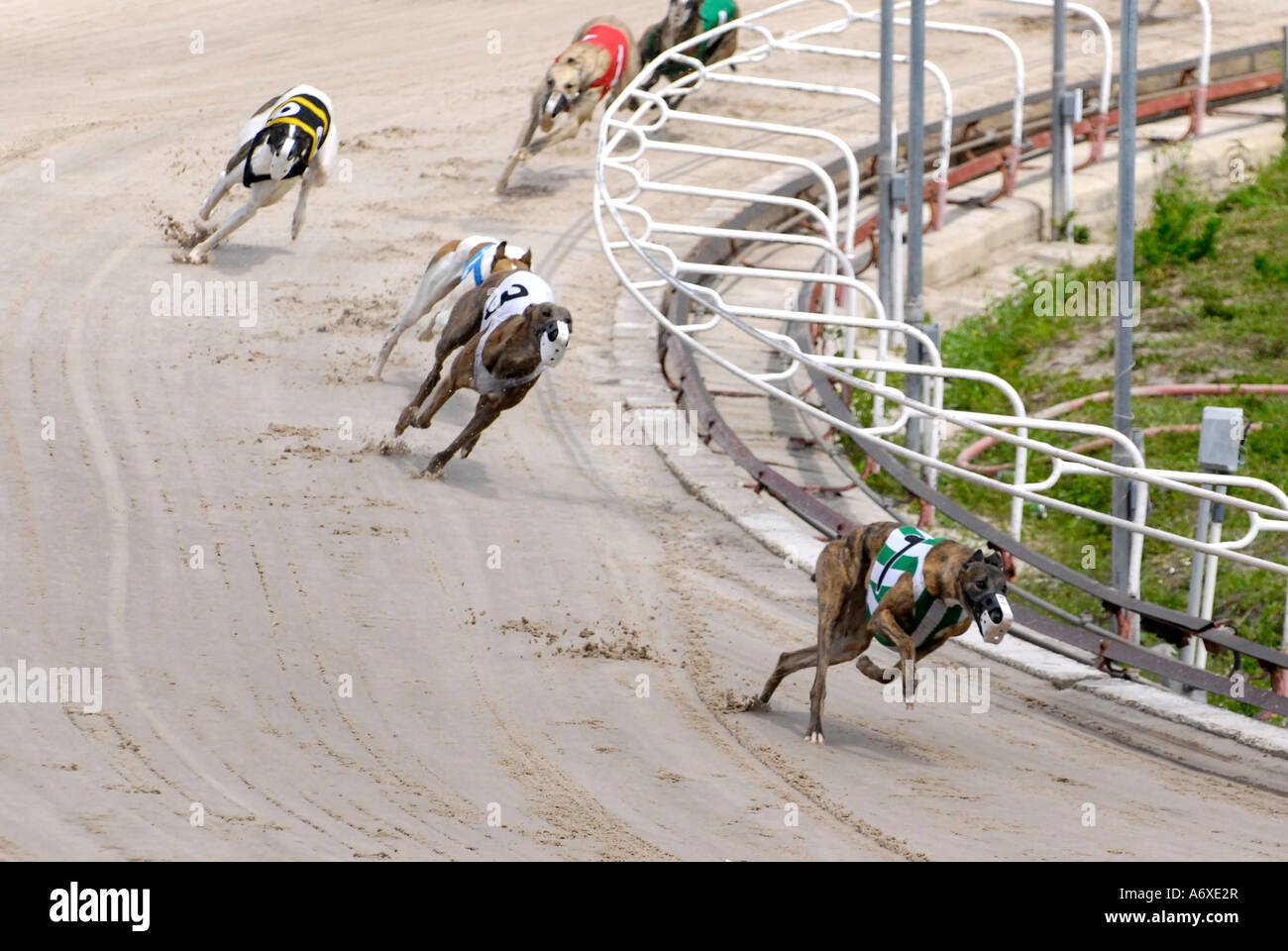 Greyhound dog racing at the Sarasota Kennel Club dog track in Sarasota ...