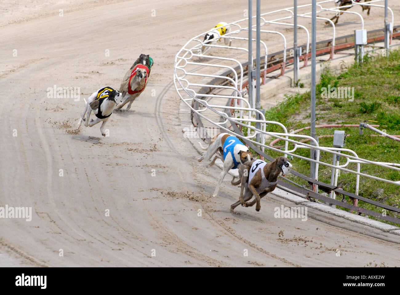 Greyhound dog racing at the Sarasota Kennel Club dog track in Sarasota ...
