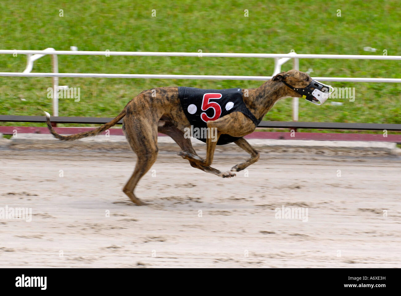 Greyhound dog racing at the Sarasota Kennel Club dog track in Sarasota ...