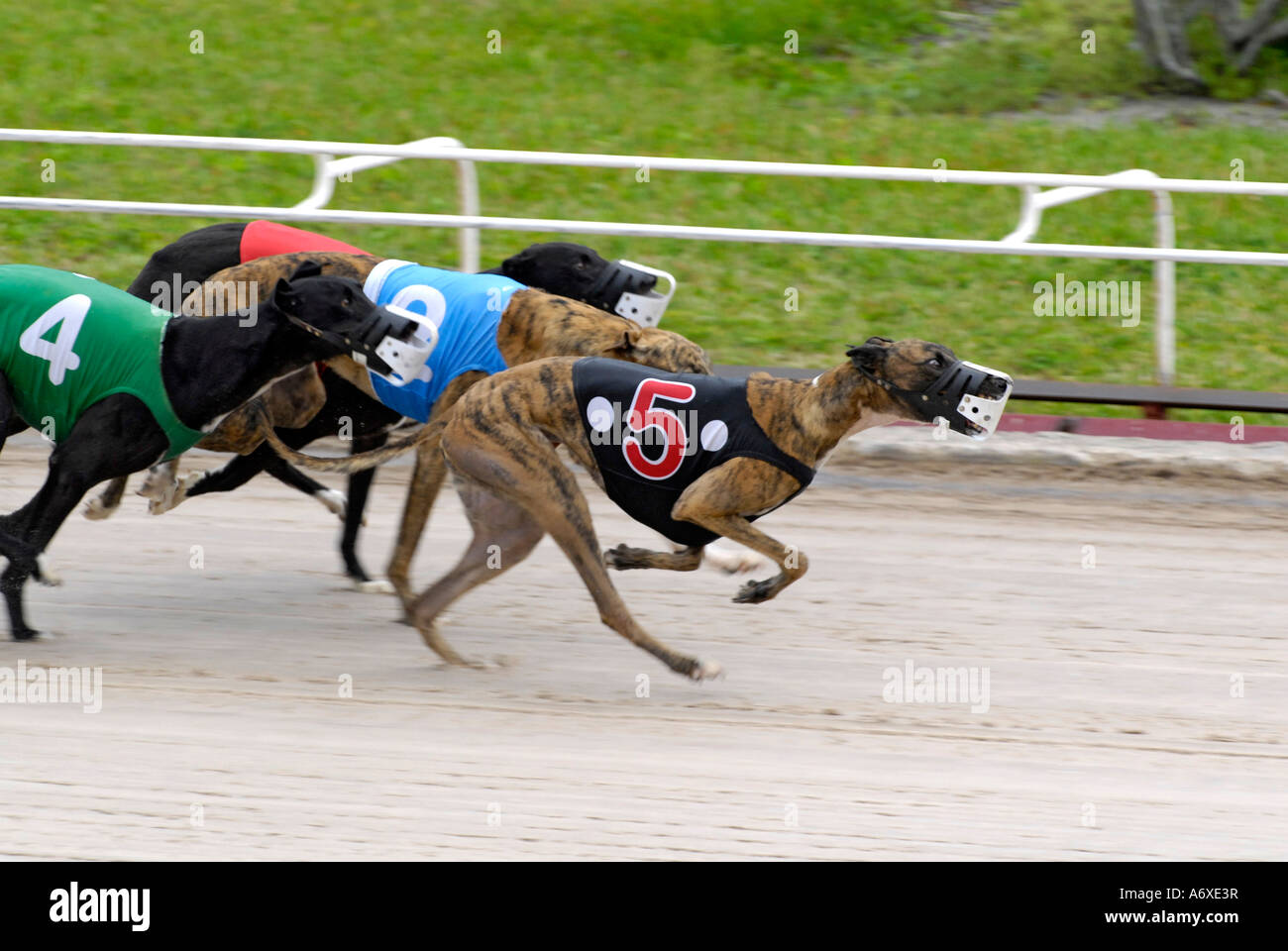 Greyhound dog racing at the Sarasota Kennel Club dog track in Sarasota ...