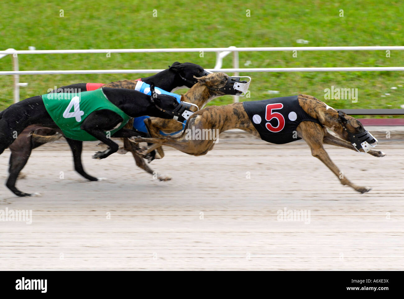 Greyhound dog racing at the Sarasota Kennel Club dog track in Sarasota ...