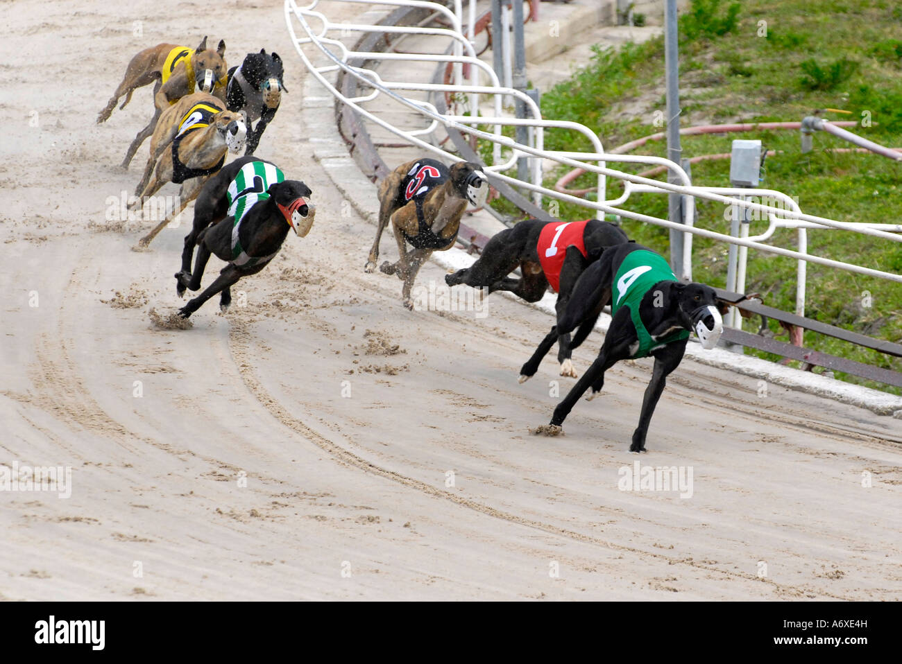 Greyhound dog racing at the Sarasota Kennel Club dog track in Sarasota ...