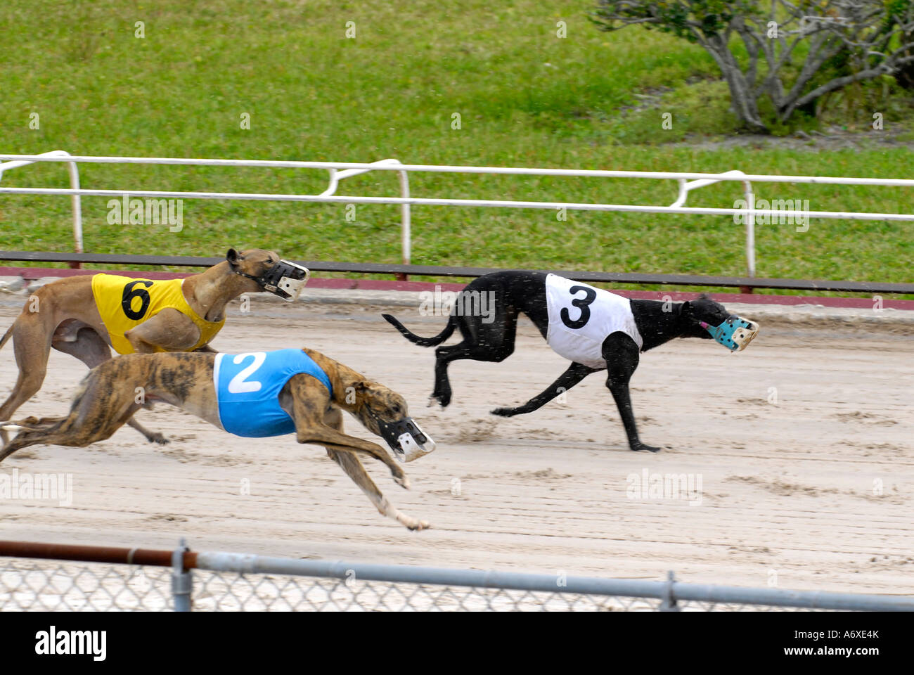 Greyhound dog racing at the Sarasota Kennel Club dog track in Sarasota ...