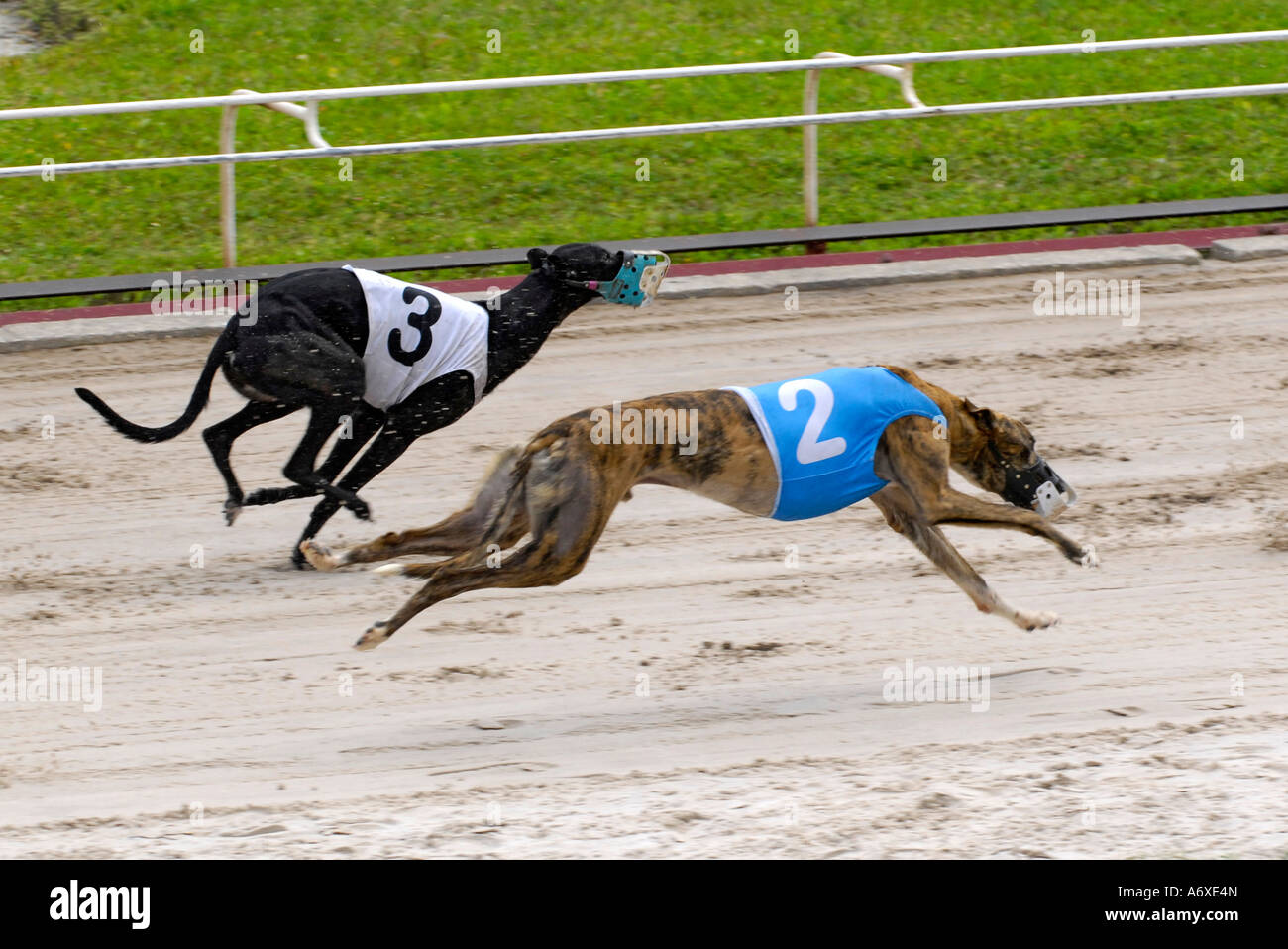 Greyhound dog racing at the Sarasota Kennel Club dog track in Sarasota ...