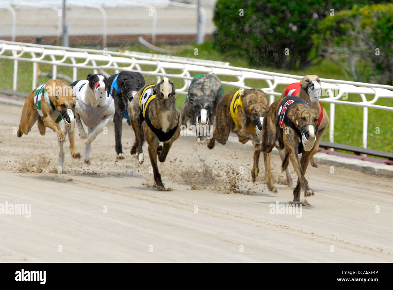 Greyhound dog racing at the Sarasota Kennel Club dog track in Sarasota ...