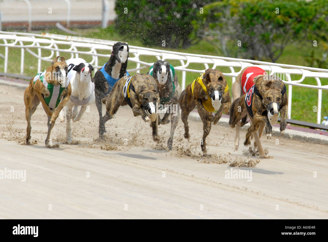 Greyhound dog racing at the Sarasota Kennel Club dog track in Sarasota ...