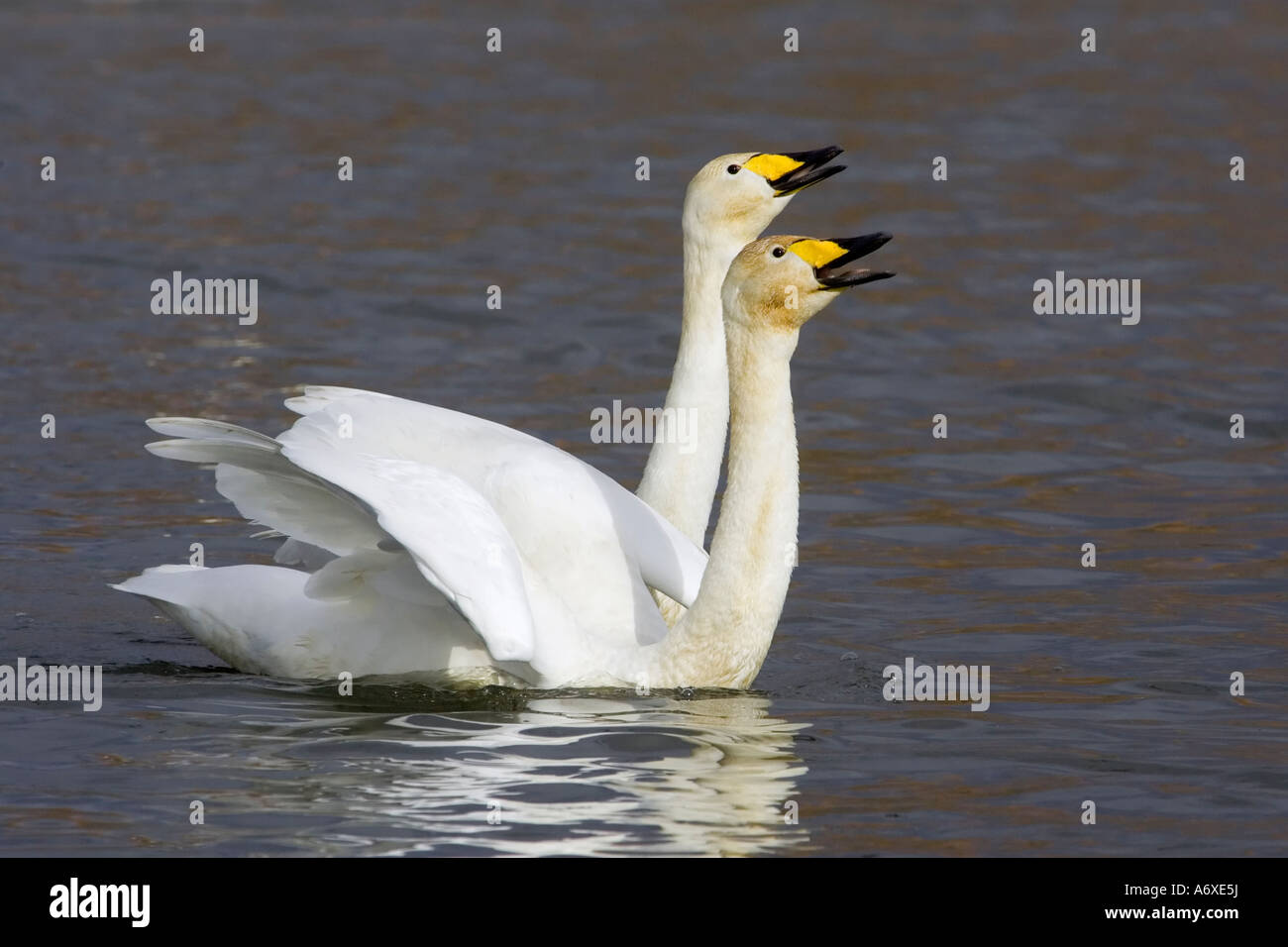 Adult Whooper Swans displaying Stock Photo - Alamy