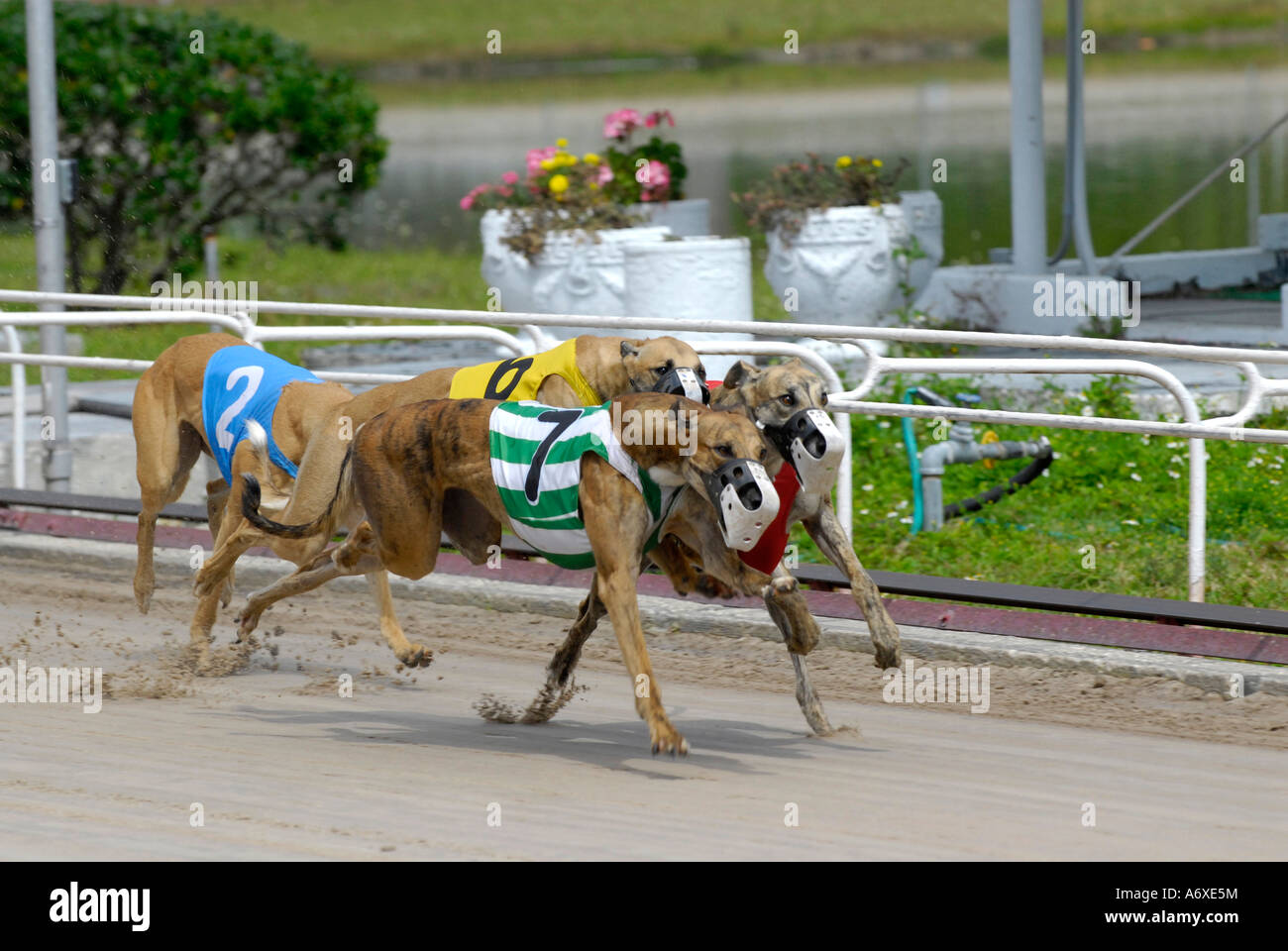 Greyhound dog racing at the Sarasota Kennel Club dog track in Sarasota ...
