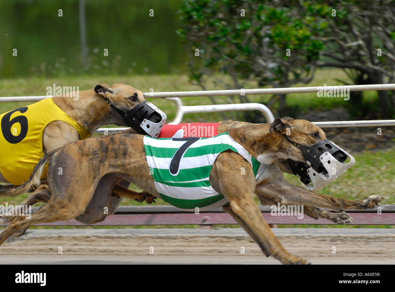 Greyhound dog racing at the Sarasota Kennel Club dog track in Sarasota ...