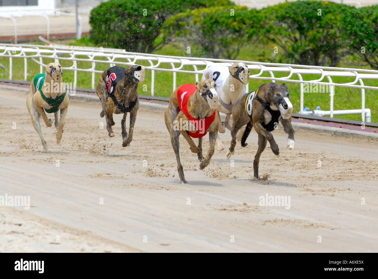 Greyhound dog racing at the Sarasota Kennel Club dog track in Sarasota ...