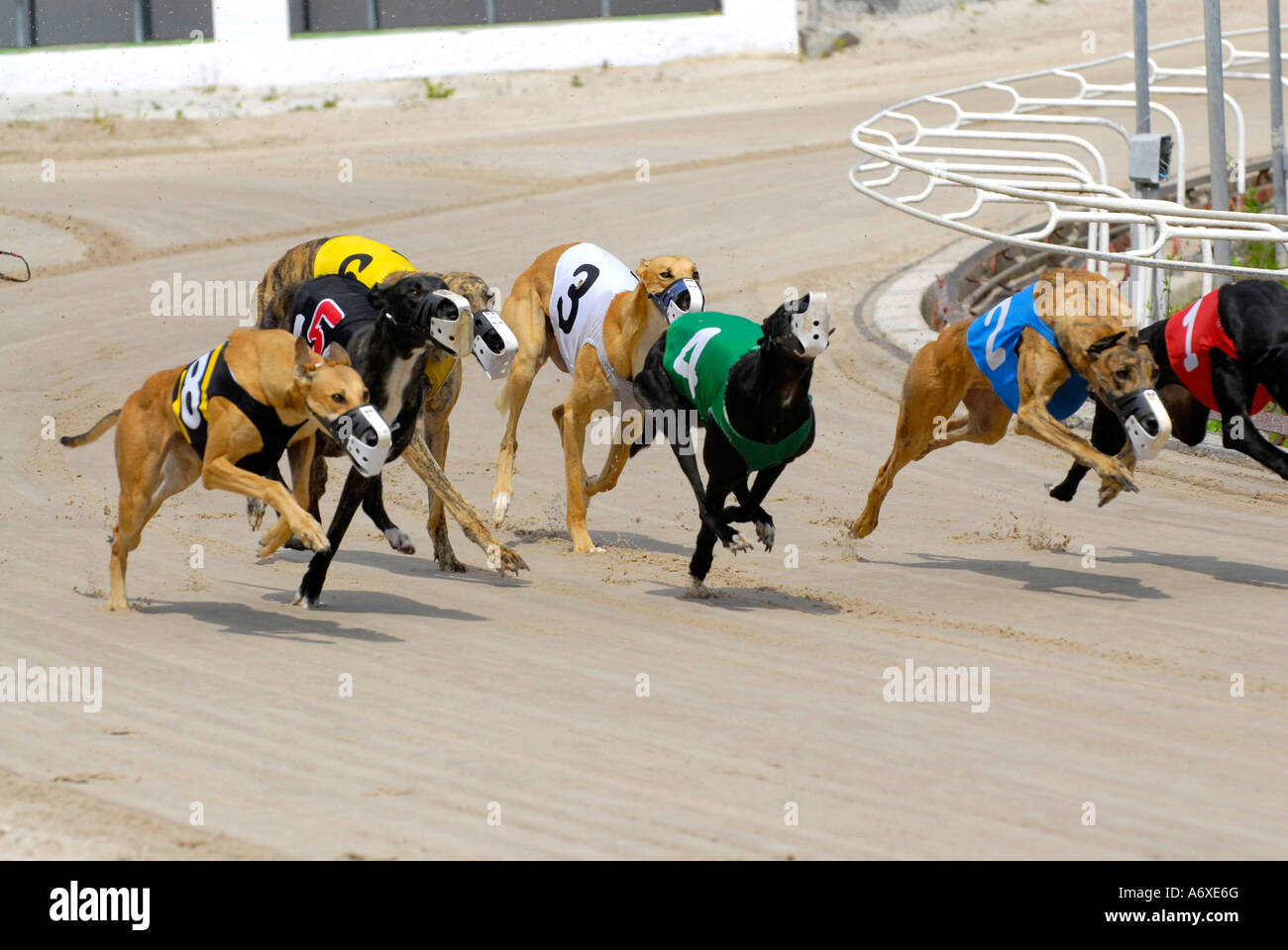 Greyhound dog racing at the Sarasota Kennel Club dog track in Sarasota ...
