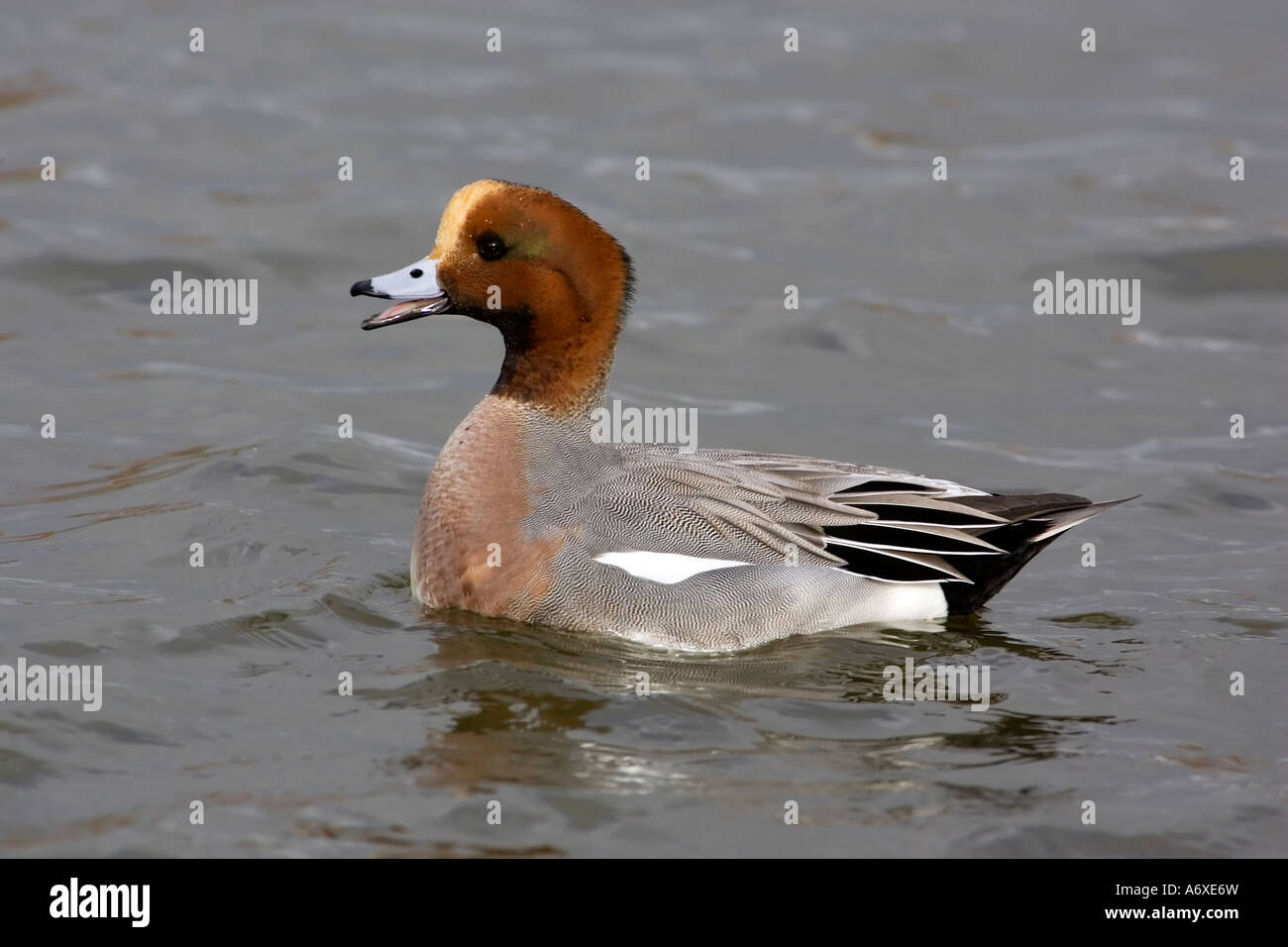 Adult male Wigeon calling quaking Stock Photo - Alamy